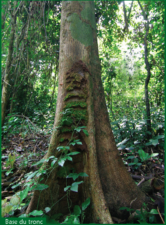 Aniégré : un bois très apprécié pour le placage tranché
