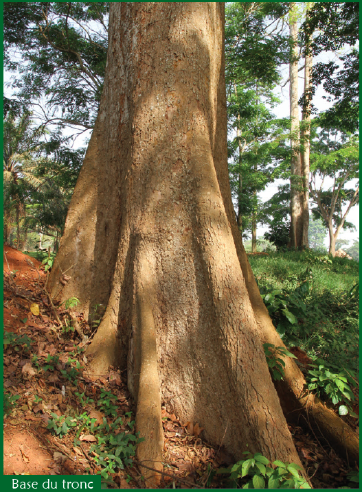 AYOUS: an exotic timber with aesthetic potential for interior design