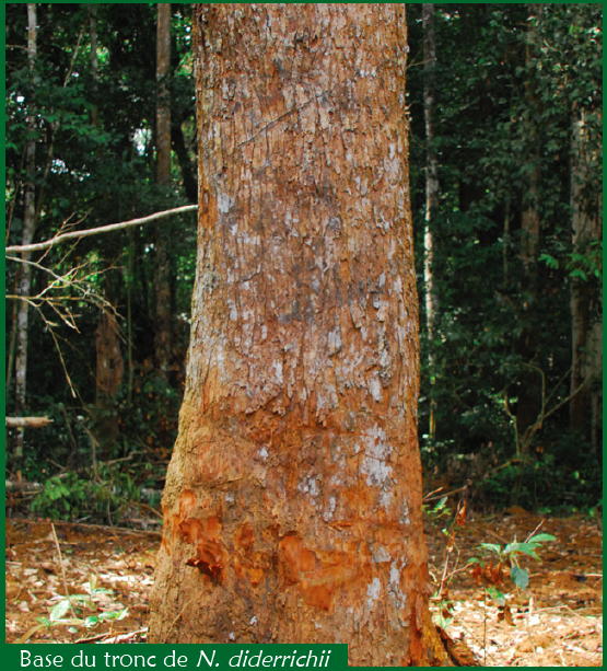 BILINGA: un matériau solide et résistant adapté aux usages industriels ...