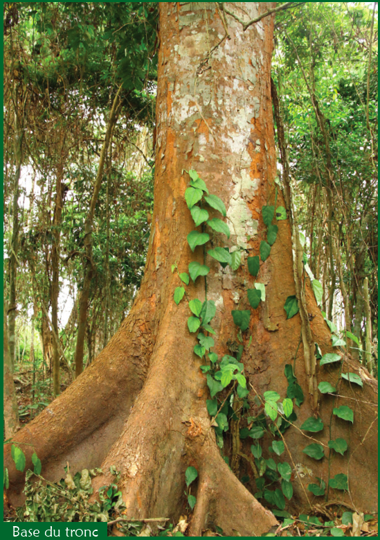 OKOUME: a light red to red brown exotic wood