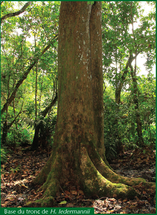 Abura: a light and soft wood, easy to work with