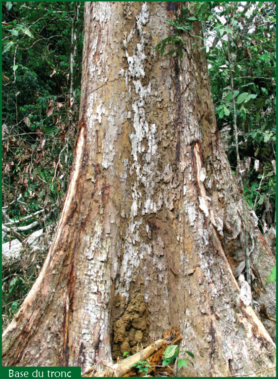 PADOUK: a very durable wood, and an economical and ecological material