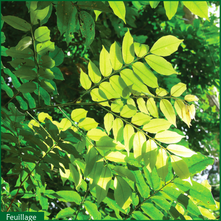 PADOUK: a very durable wood, and an economical and ecological material