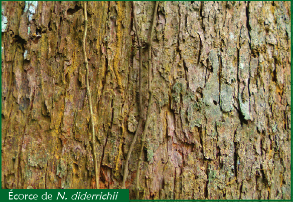 BILINGA: un matériau solide et résistant adapté aux usages industriels ...