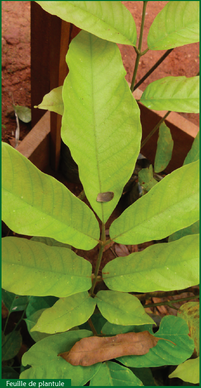 BOSSE: a durable wood native from West and Central Africa