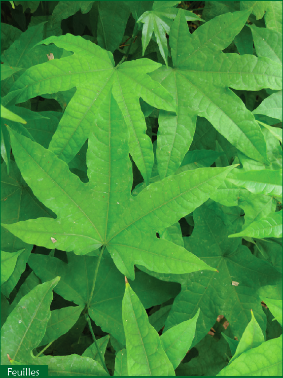 AYOUS: an exotic timber with aesthetic potential for interior design