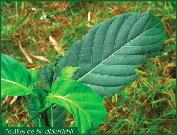 BILINGA: un matériau solide et résistant adapté aux usages industriels ...