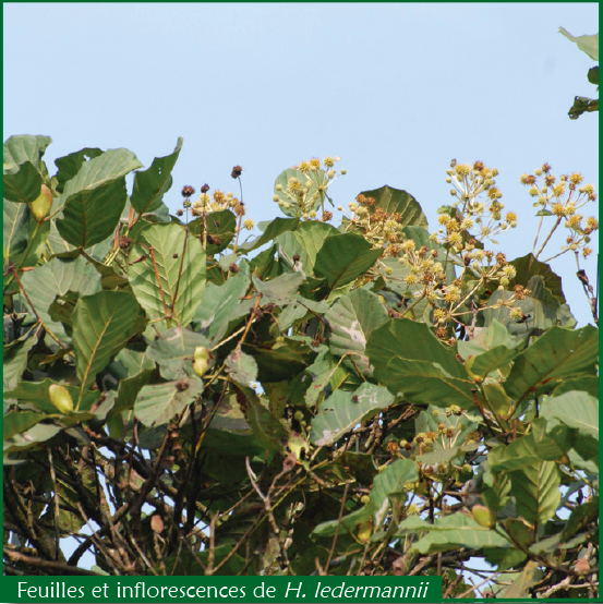 Abura: a light and soft wood, easy to work with