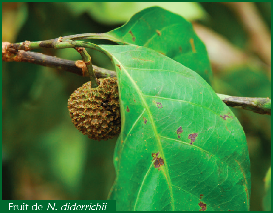 BILINGA: a durable and solid resistant for industrial uses and heavy works