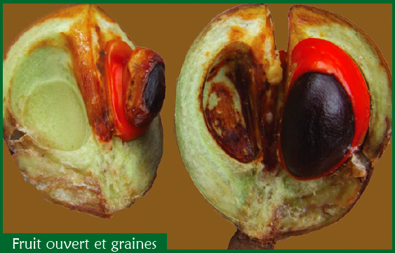 BOSSE: a durable wood native from West and Central Africa