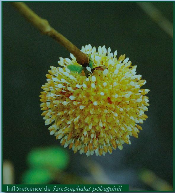 BILINGA: un matériau solide et résistant adapté aux usages industriels ...