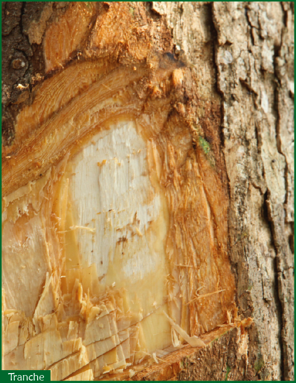 AYOUS: an exotic timber with aesthetic potential for interior design