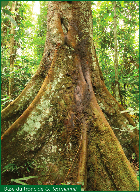 BUBINGA: a choice material for an ecological and economical perspective