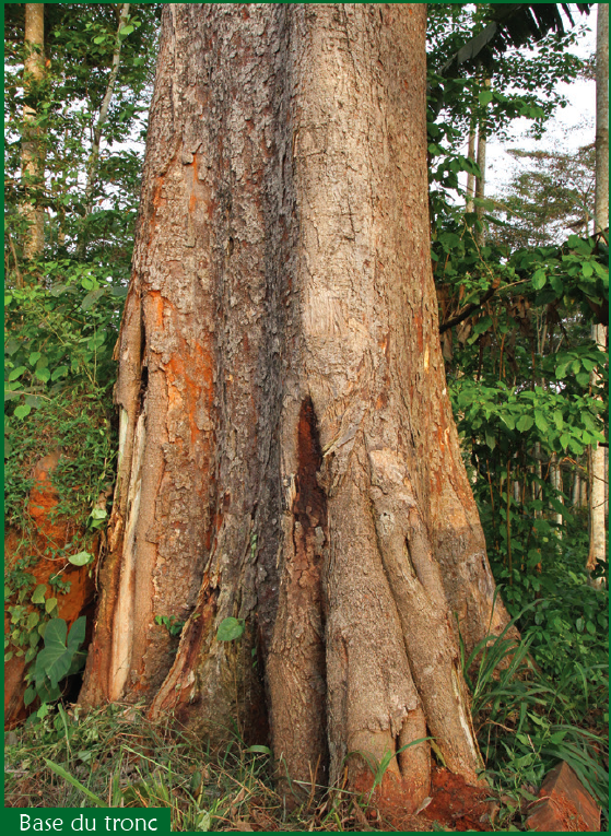 IROKO: a durable wood ideal for outdoor joinery