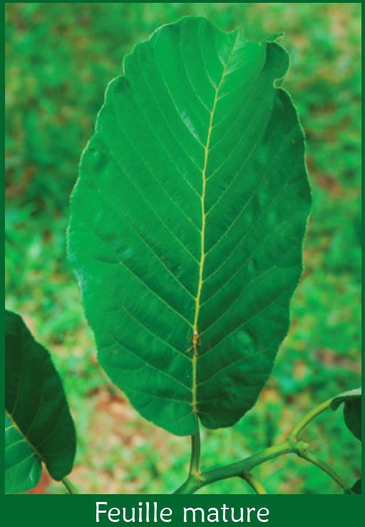 IROKO: a durable wood ideal for outdoor joinery