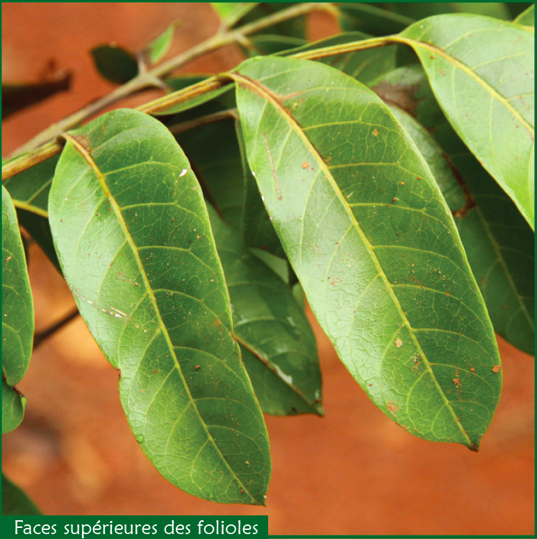 Sapelli : bois exotique de choix en ébénisterie et menuiserie fine