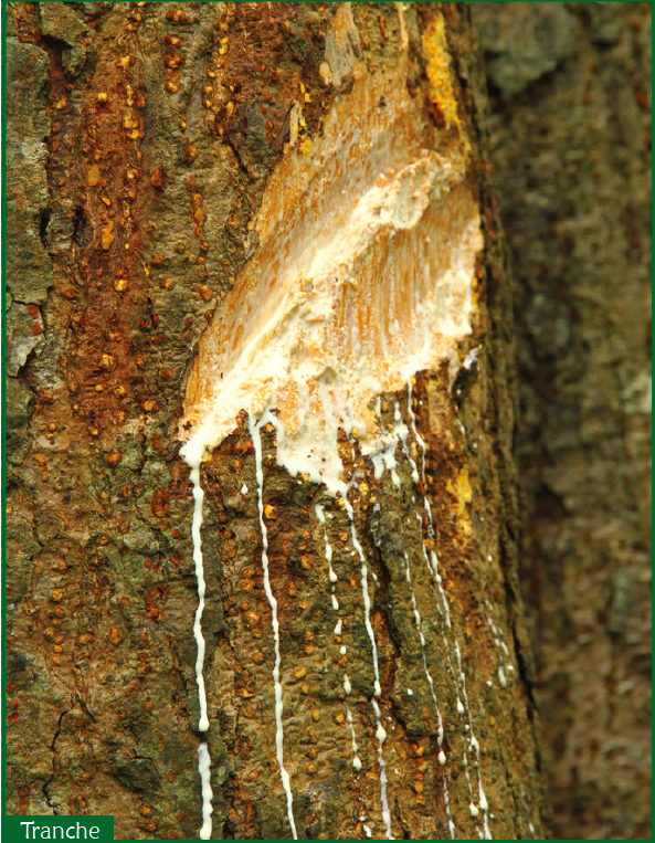 IROKO: a durable wood ideal for outdoor joinery