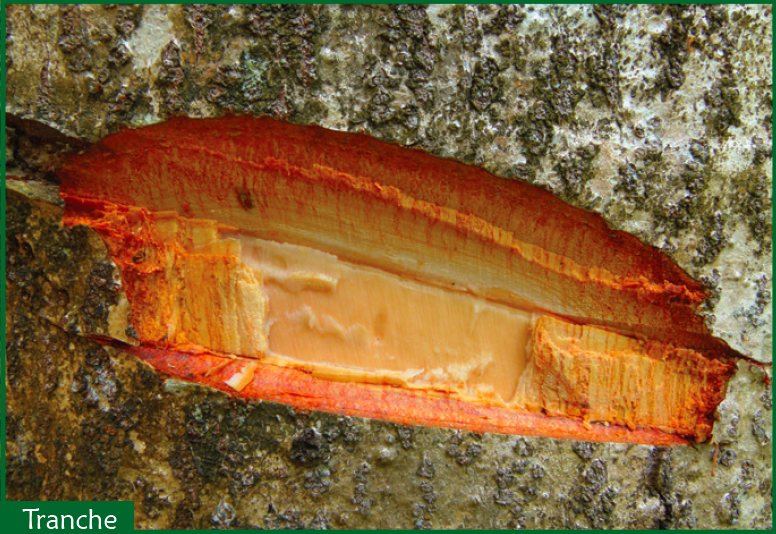 Sapelli : bois exotique de choix en ébénisterie et menuiserie fine