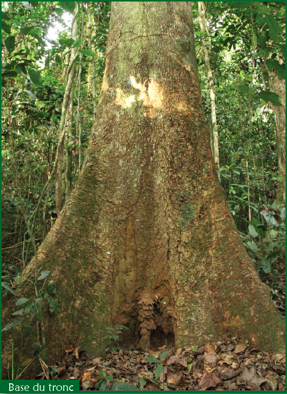 Sapelli : bois exotique de choix en ébénisterie et menuiserie fine