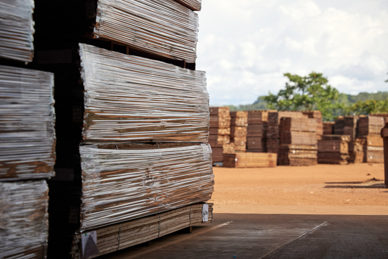Republic of Congo and the timber industry: succeeding together in the ...