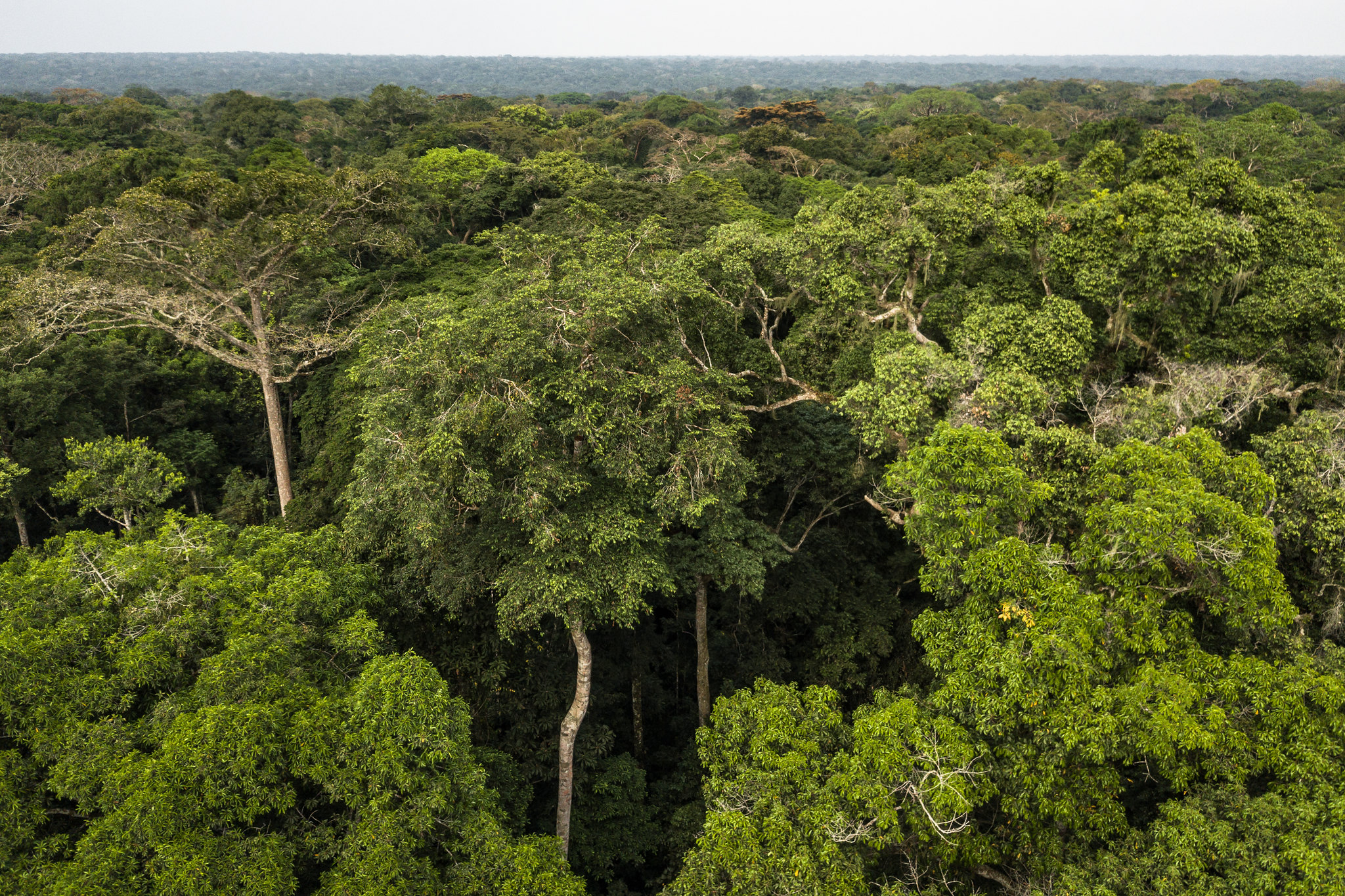 En RDC, une déclaration scientifique de haut niveau pour préserver les ...