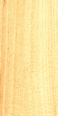 Koto: an African timber species, light and soft for interior fittings