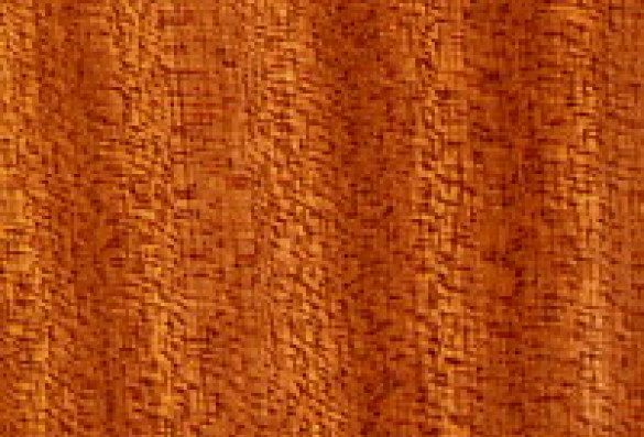 Learn about the main tropical timber species | Fair&Precious